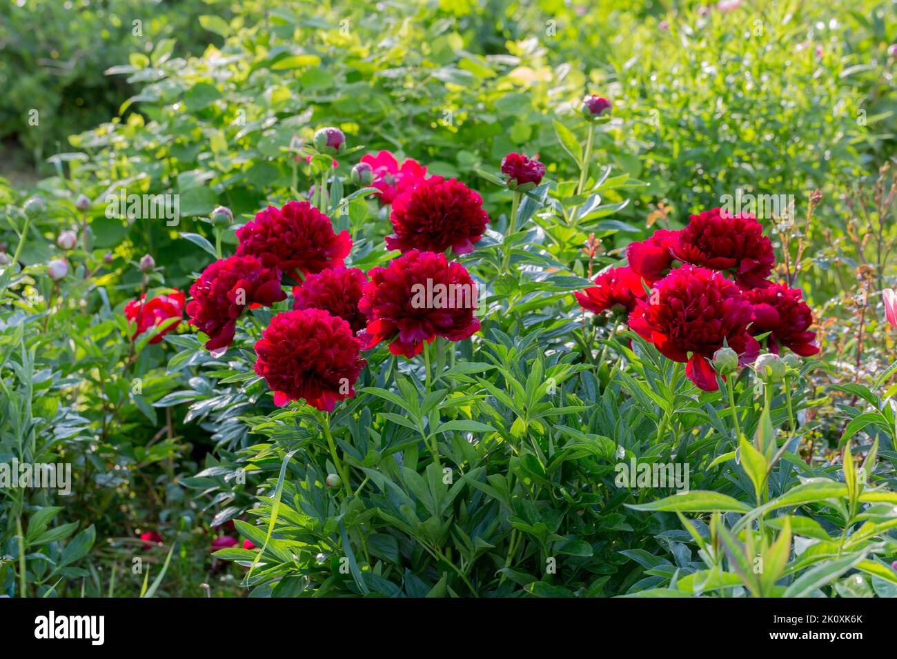 Red Peony albiflora. Paeonia officinalis Command Performance in the ...