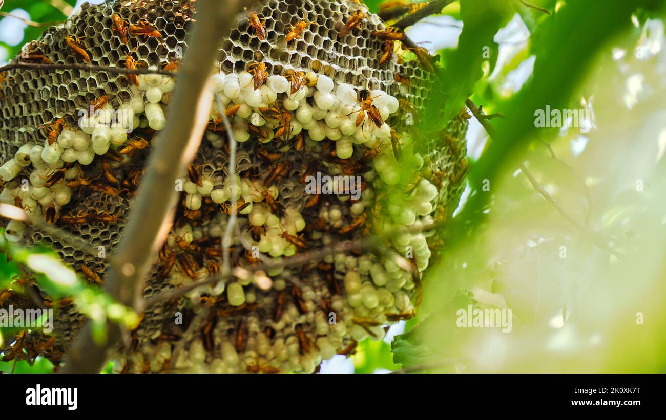 Hexagonal cells with larva of common yellow wasp or Ropalidia marginata ...