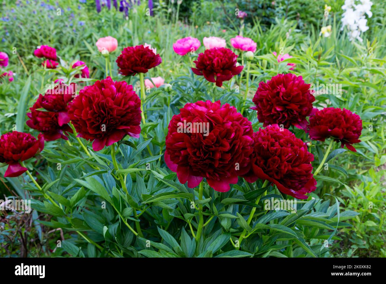Red Peony albiflora. Paeonia officinalis Command Performance in the ...