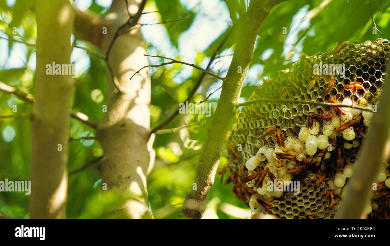 Hexagonal cells with larva of common yellow wasp or Ropalidia marginata ...