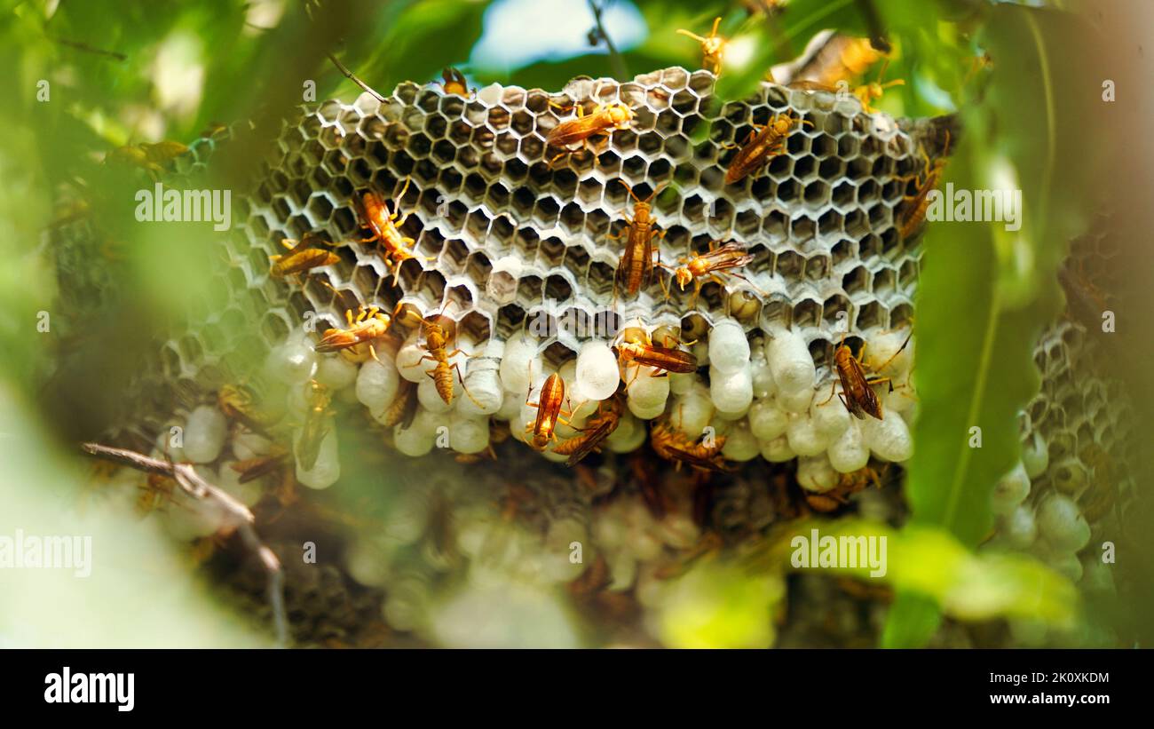 Hexagonal cells with larva of common yellow wasp or Ropalidia marginata ...