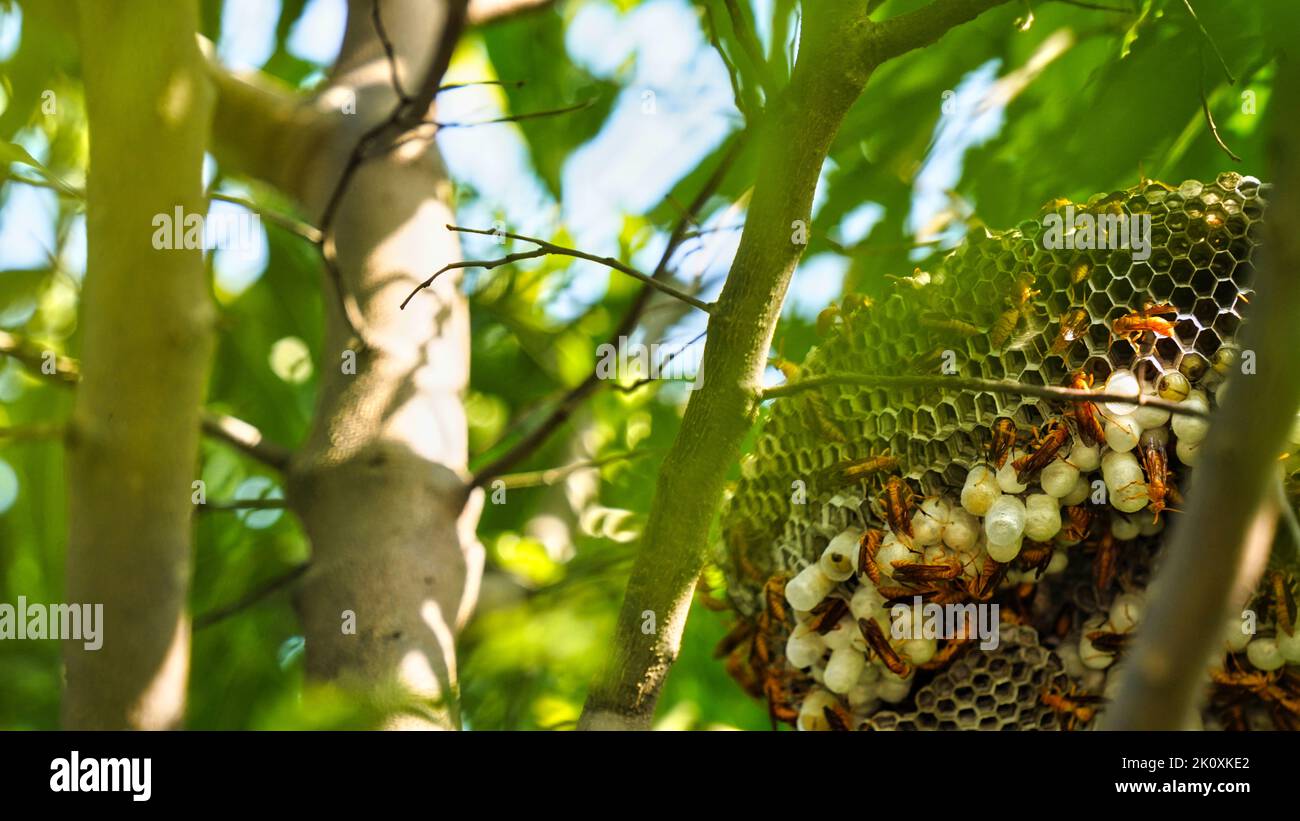 Close up shot of yellow wasps or Ropalidia marginata deadly insects ...