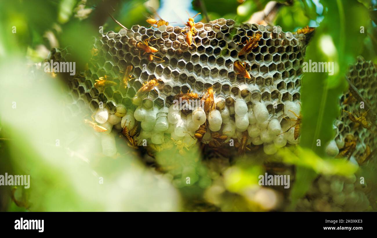 Hexagonal cells with larva of common yellow wasp or Ropalidia marginata ...