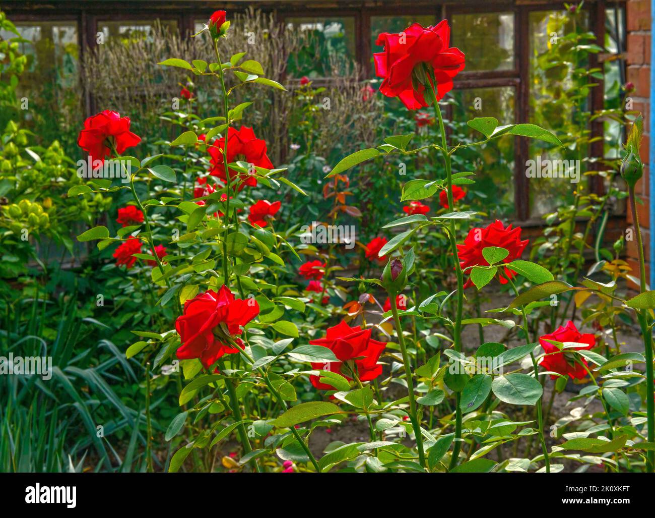 Rose rosary hi-res stock photography and images - Alamy