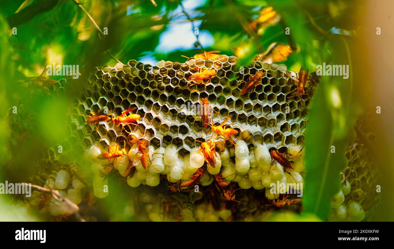 Hexagonal cells with larva of common yellow wasp or Ropalidia marginata. Exposed center of wasp ...