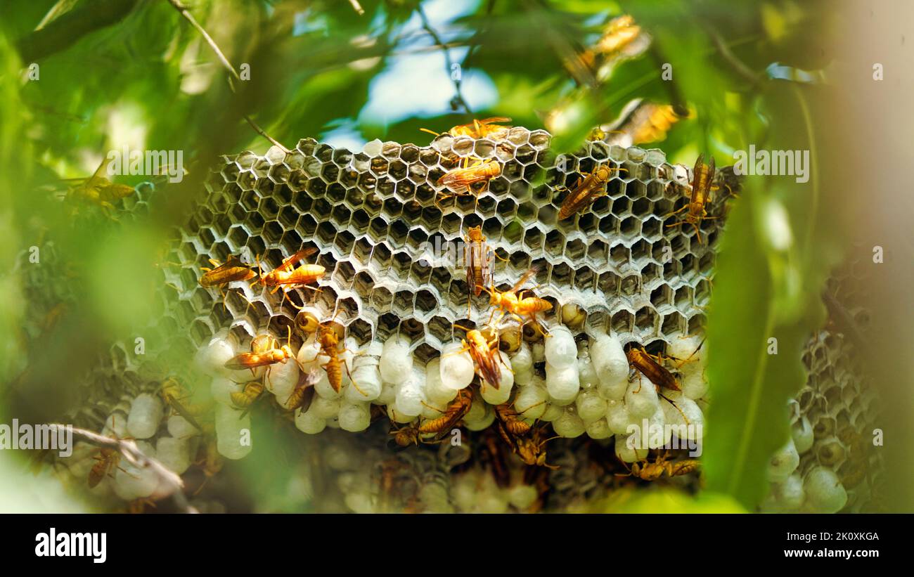 Hexagonal cells with larva of common yellow wasp or Ropalidia marginata ...