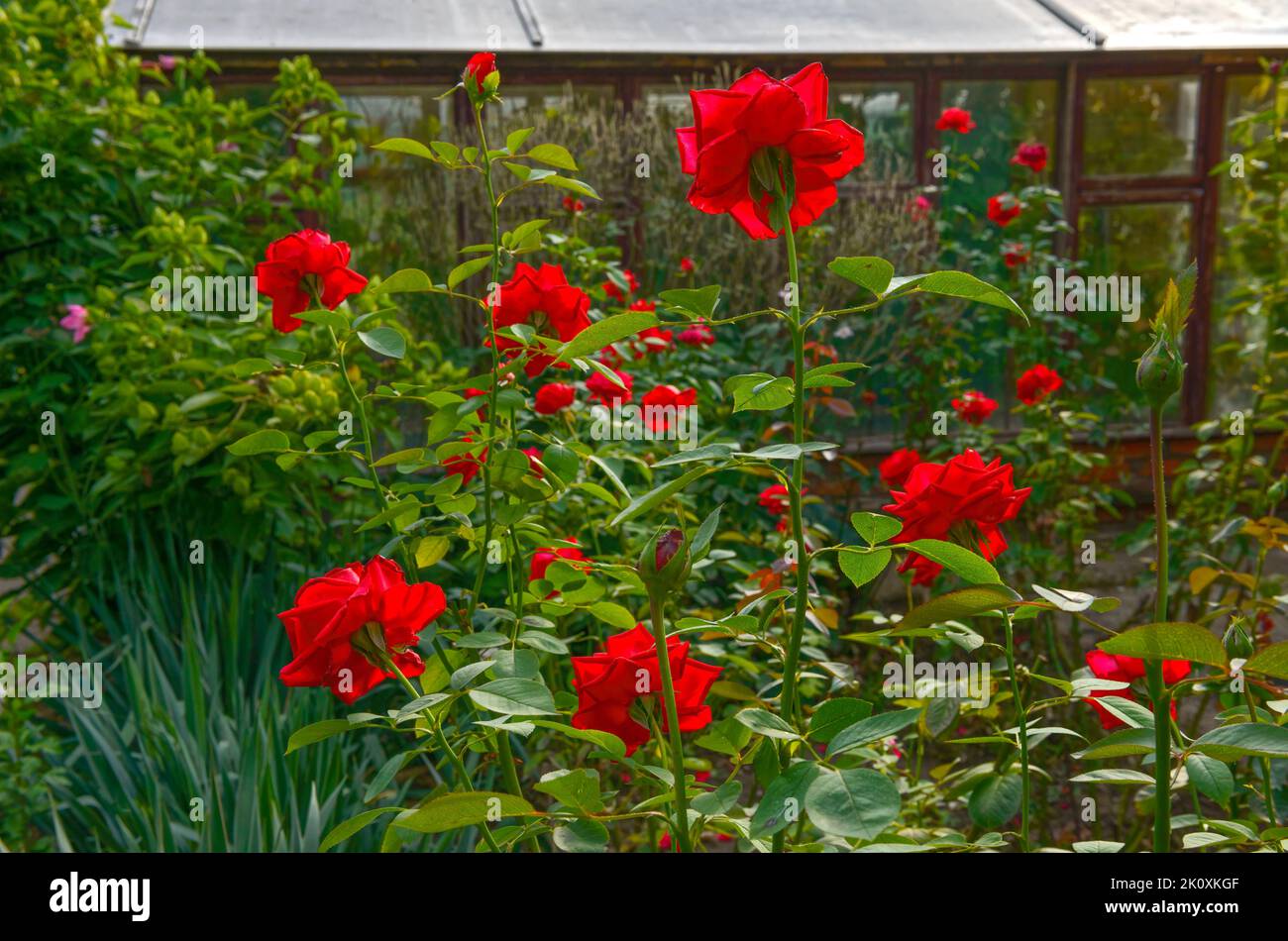 Rose rosary hi-res stock photography and images - Alamy
