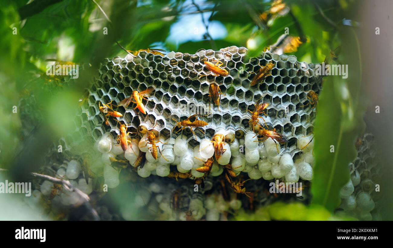 Hexagonal cells with larva of common yellow wasp or Ropalidia marginata ...