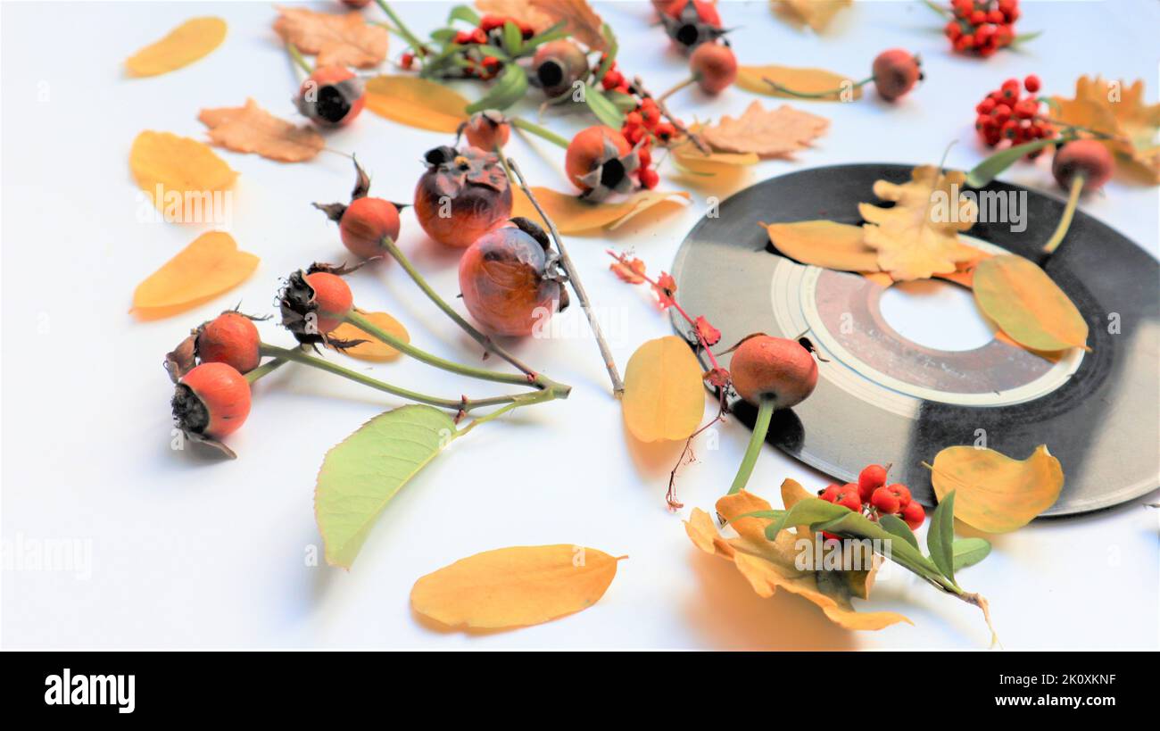 autumn composition. Black musical long play album disc 33 rpm. old ...