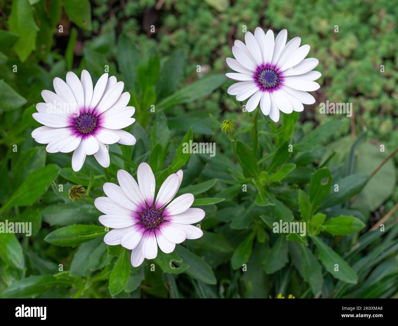 Close-up a flowering bush of Osteospermum, known as daisybushes or ...