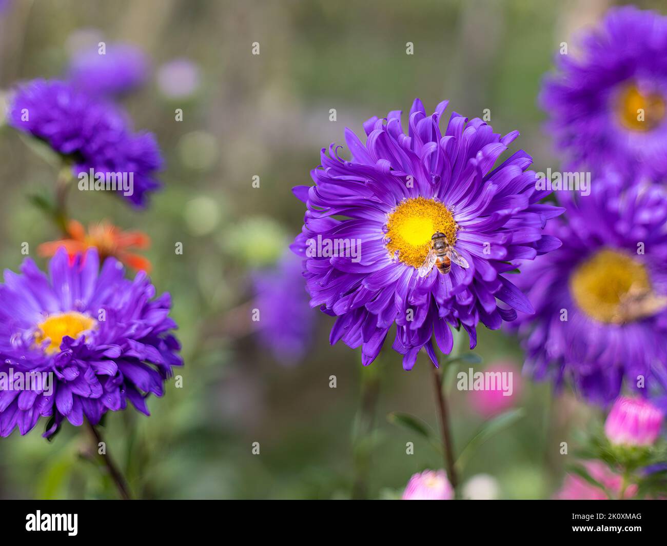Aster family flowers hi-res stock photography and images - Alamy