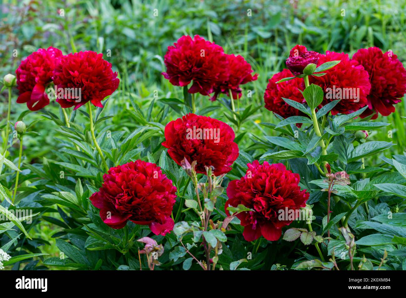 Red Peony albiflora. Paeonia officinalis Command Performance in the ...
