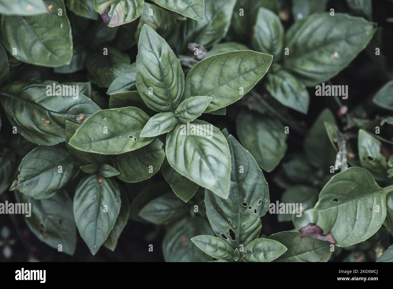 sweet basil leaves as nice natural food background Stock Photo - Alamy