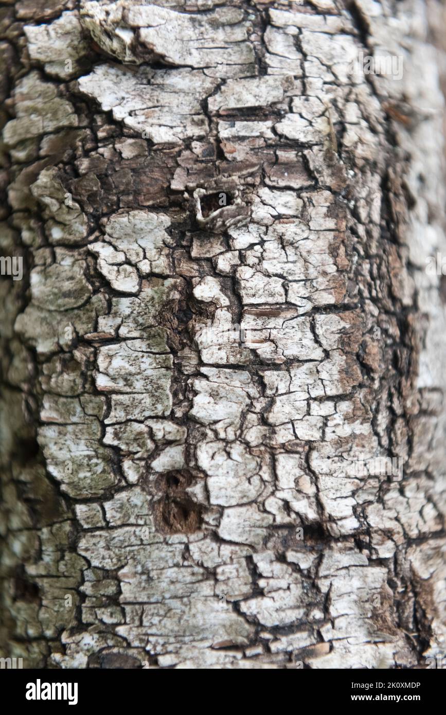 Bark peeling from tree hi-res stock photography and images - Alamy