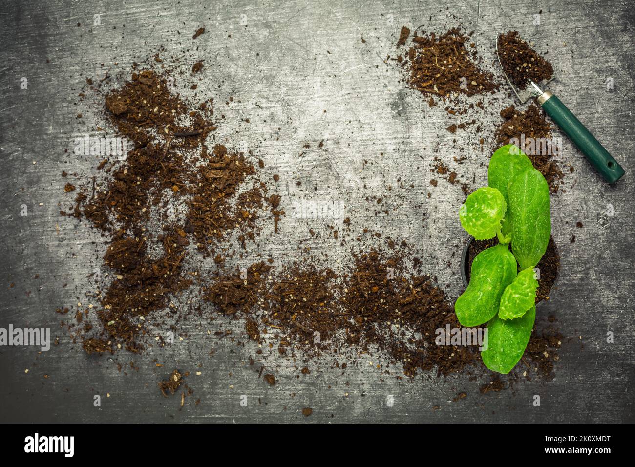 Vegetable propagation and replanting seedling concept with flowerpots ...