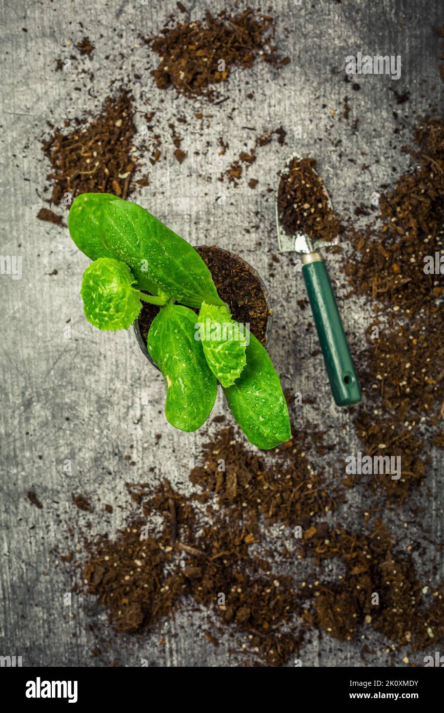 Vegetable propagation and replanting seedling concept with flowerpots ...