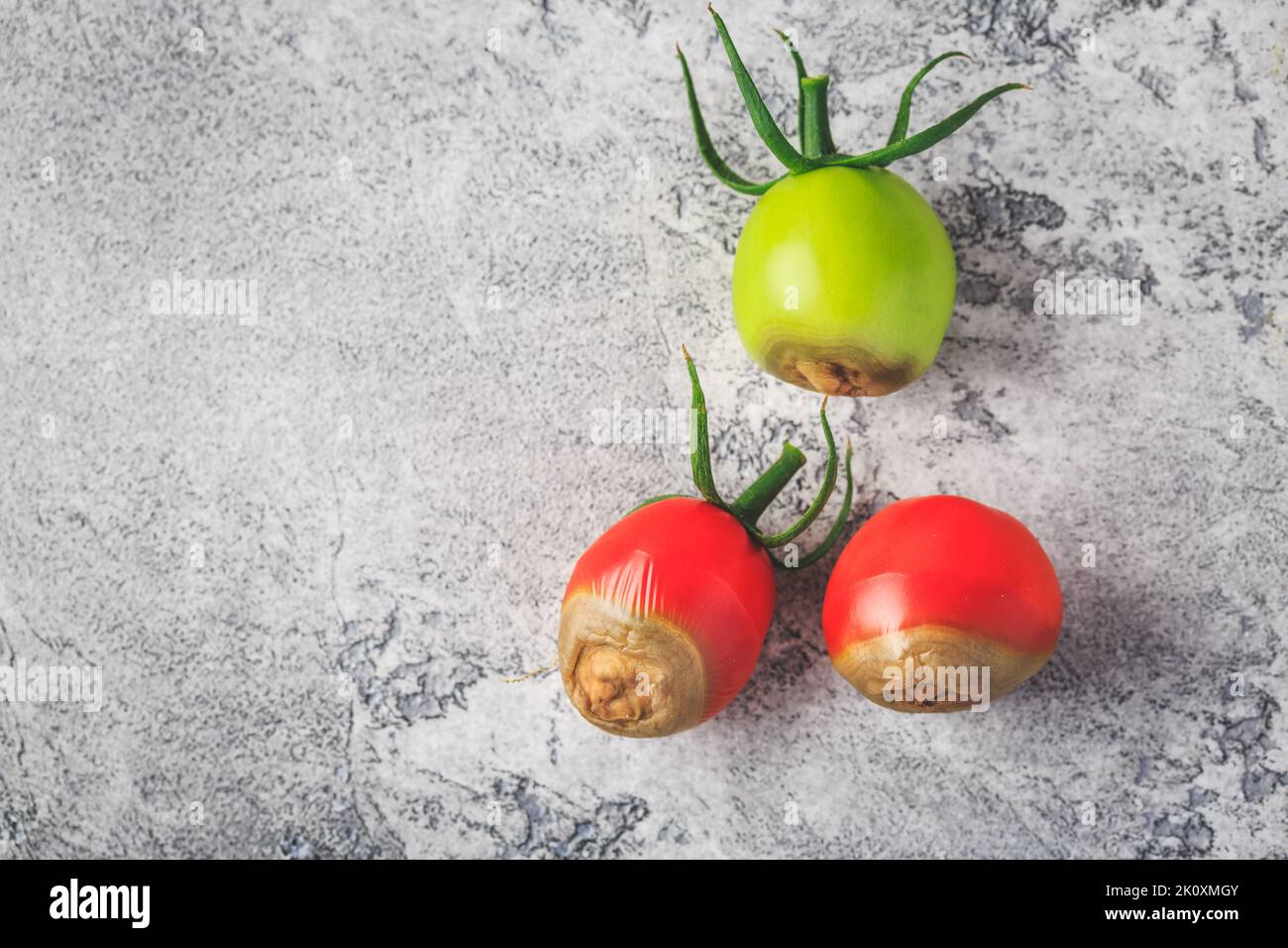 Tomato diseases - blossom end rot caused by lack of calcium Stock Photo ...