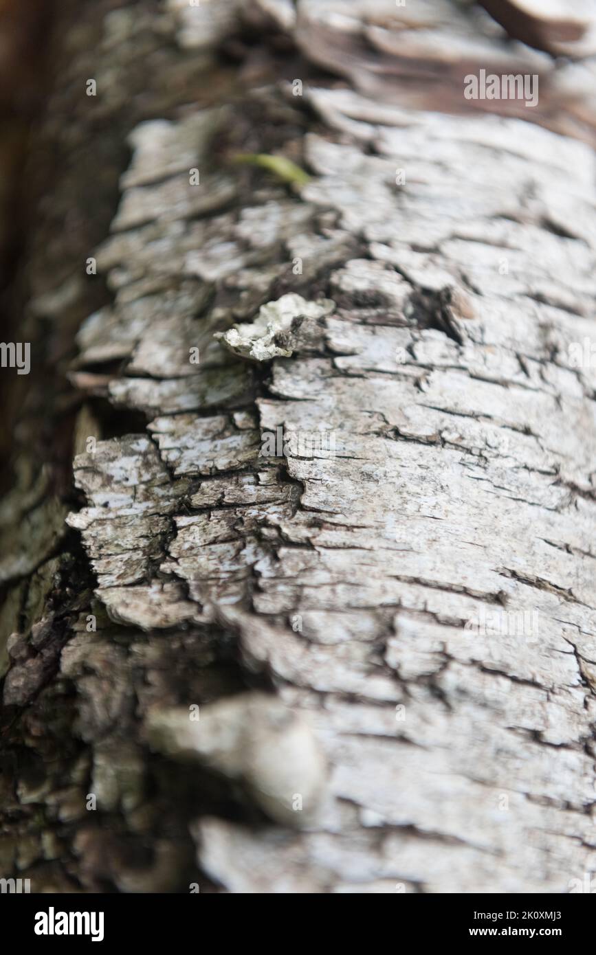 Wood texture flakes flaking off hi-res stock photography and images - Alamy