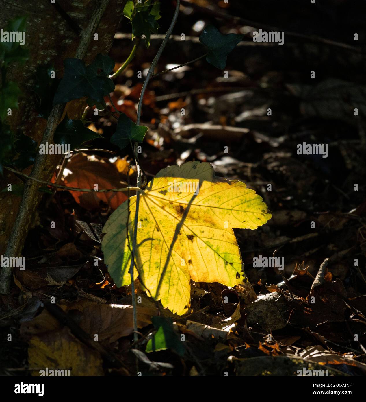 A fallen leaf of a Sycamore catches a patch of sunlight in the forest ...