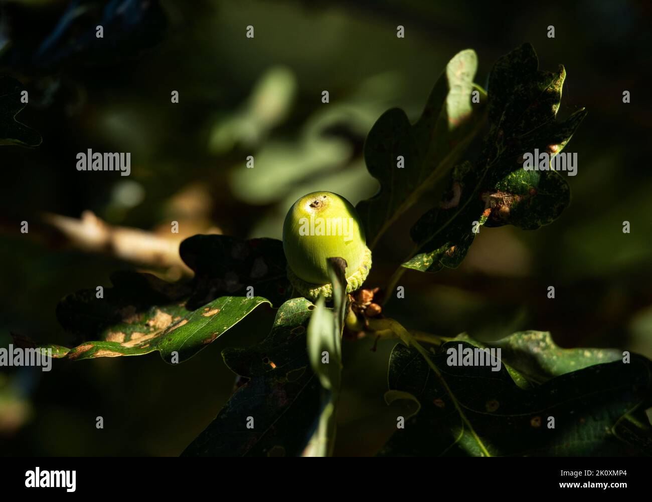 Quercuc petraea hi-res stock photography and images - Alamy