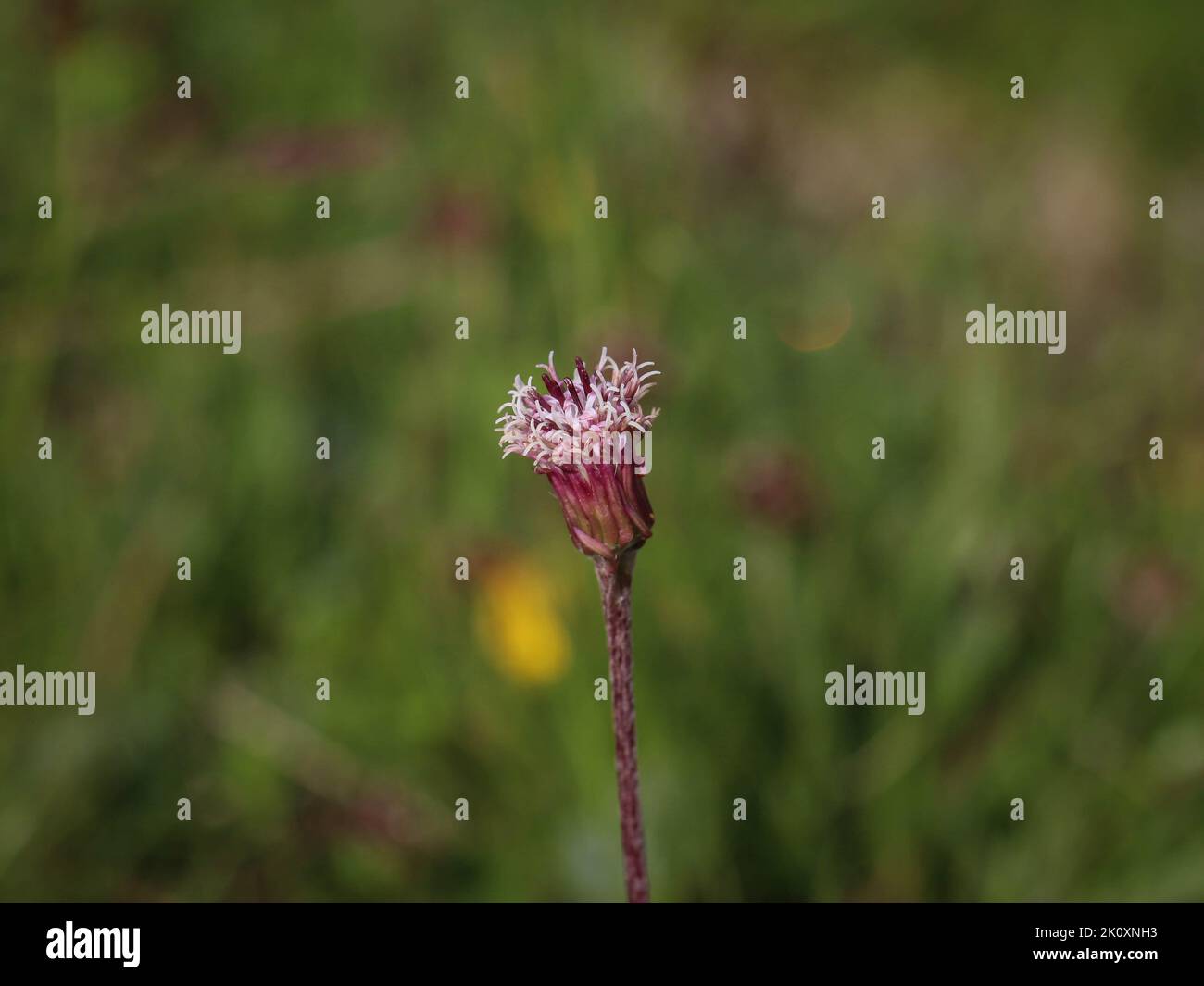 Close up flower of the Alpine coltsfoot (latin name: Homogyne alpina ...
