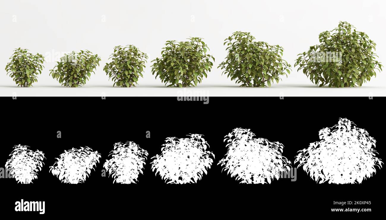 3d illustration of set Sanchezia nobilis tree isolated on white and its ...