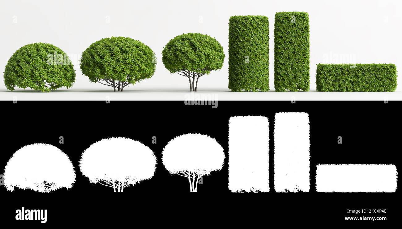 3d illustration of set Ficus microcarpa golden leaves tree isolated on ...
