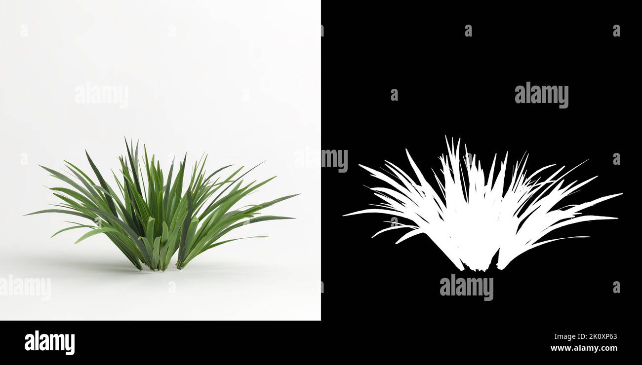 3d illustration of Acorus calamus tree isolated on white and its mask ...