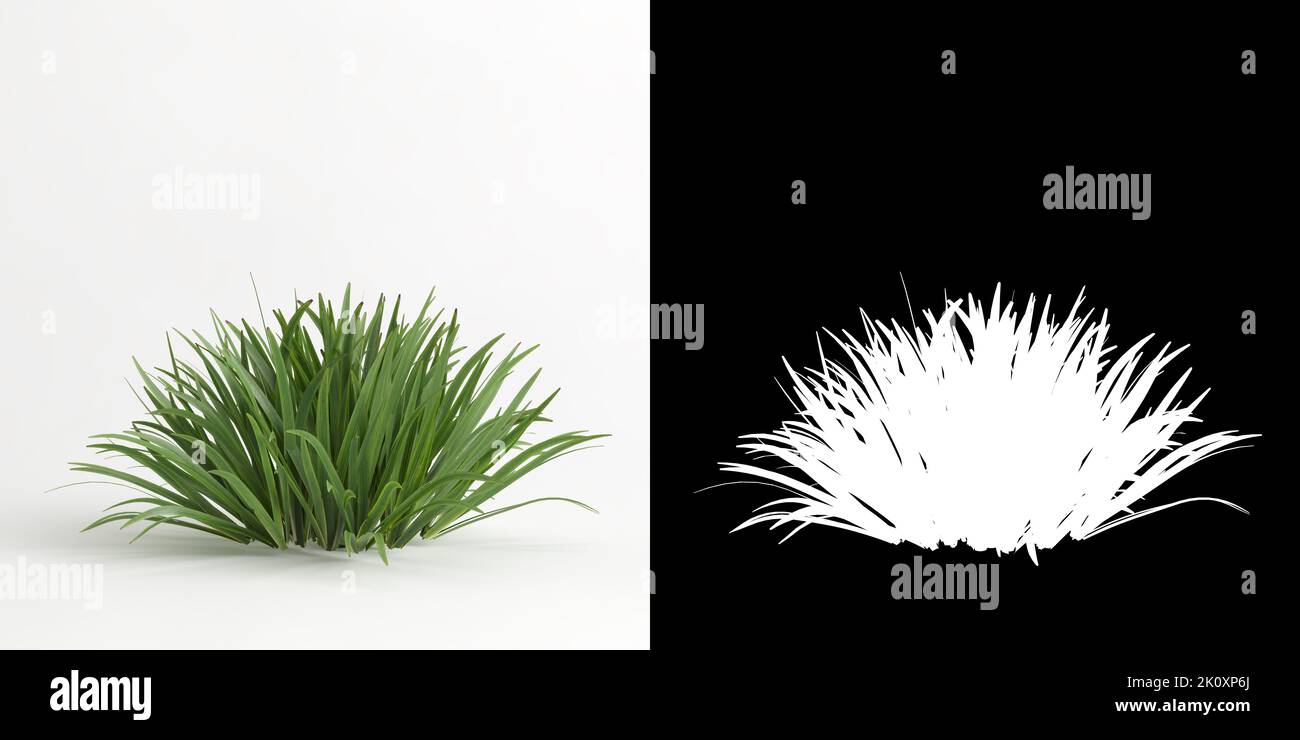 3d illustration of Acorus calamus tree isolated on white and its mask ...