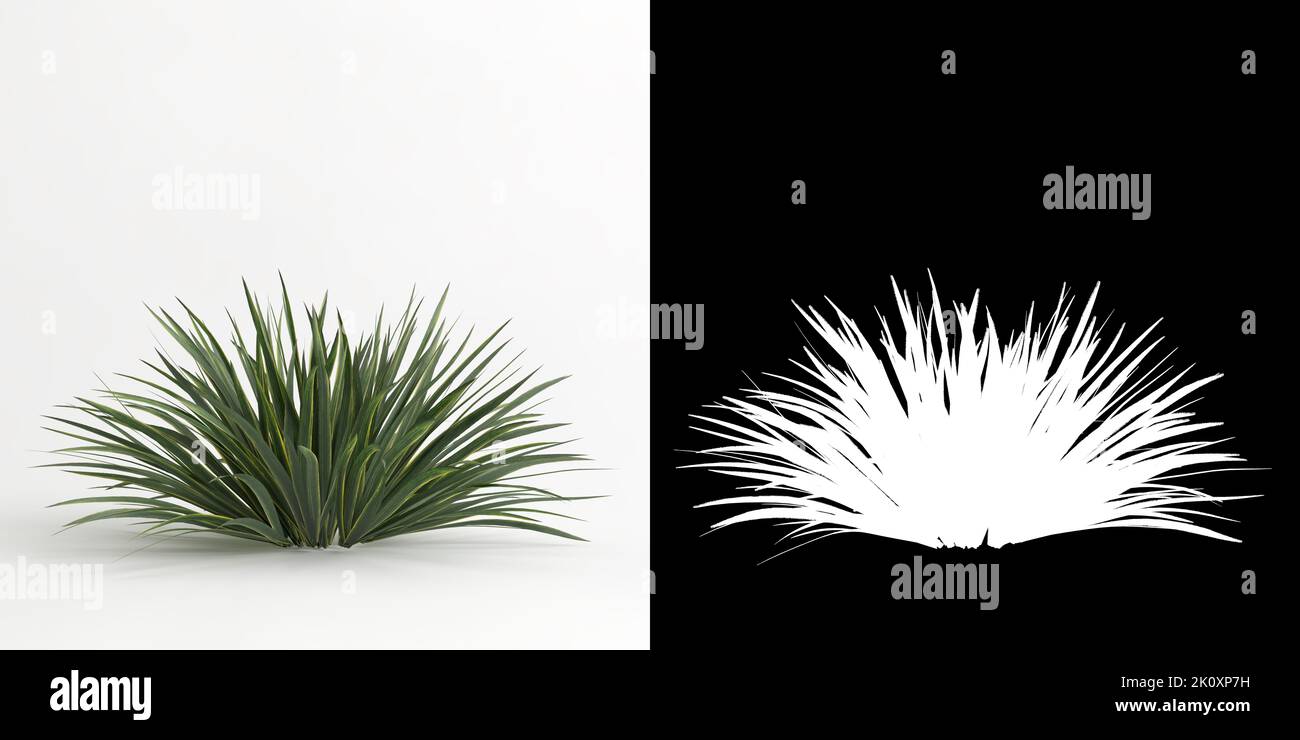 3d illustration of Acorus calamus tree isolated on white and its mask ...
