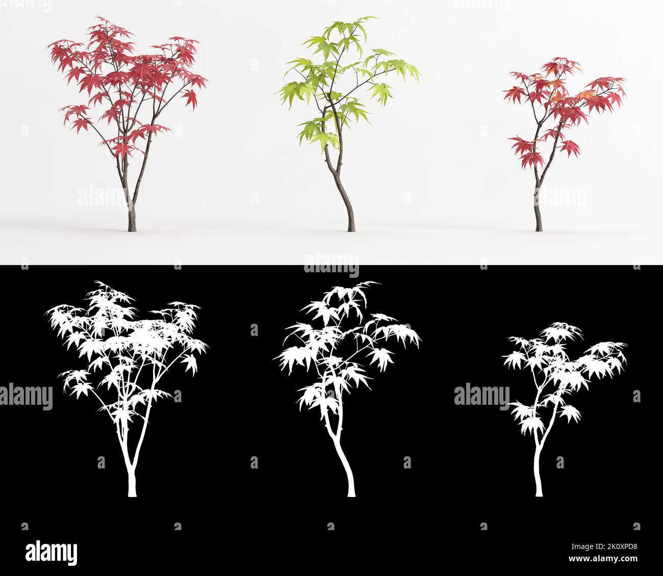 3d illustration of set Acer palmatum tree isolated on white and its ...