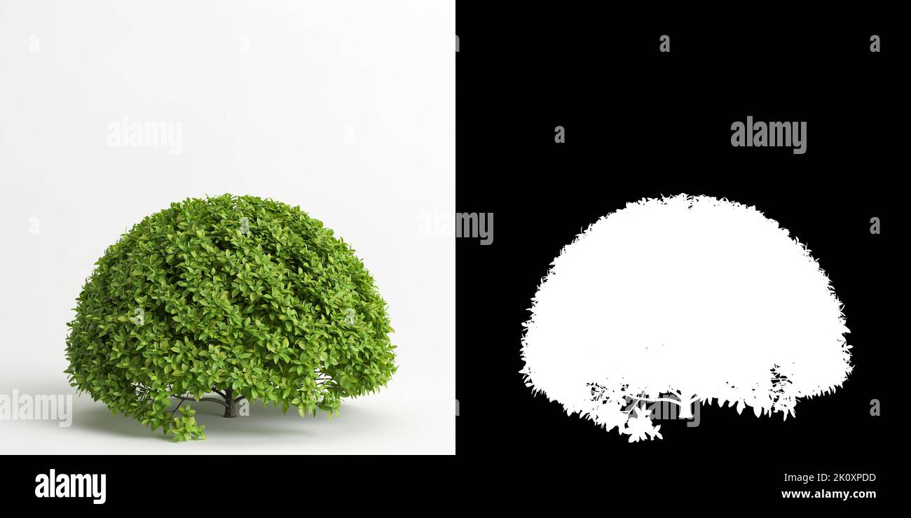 3d illustration of Ficus microcarpa golden leaves tree isolated on ...
