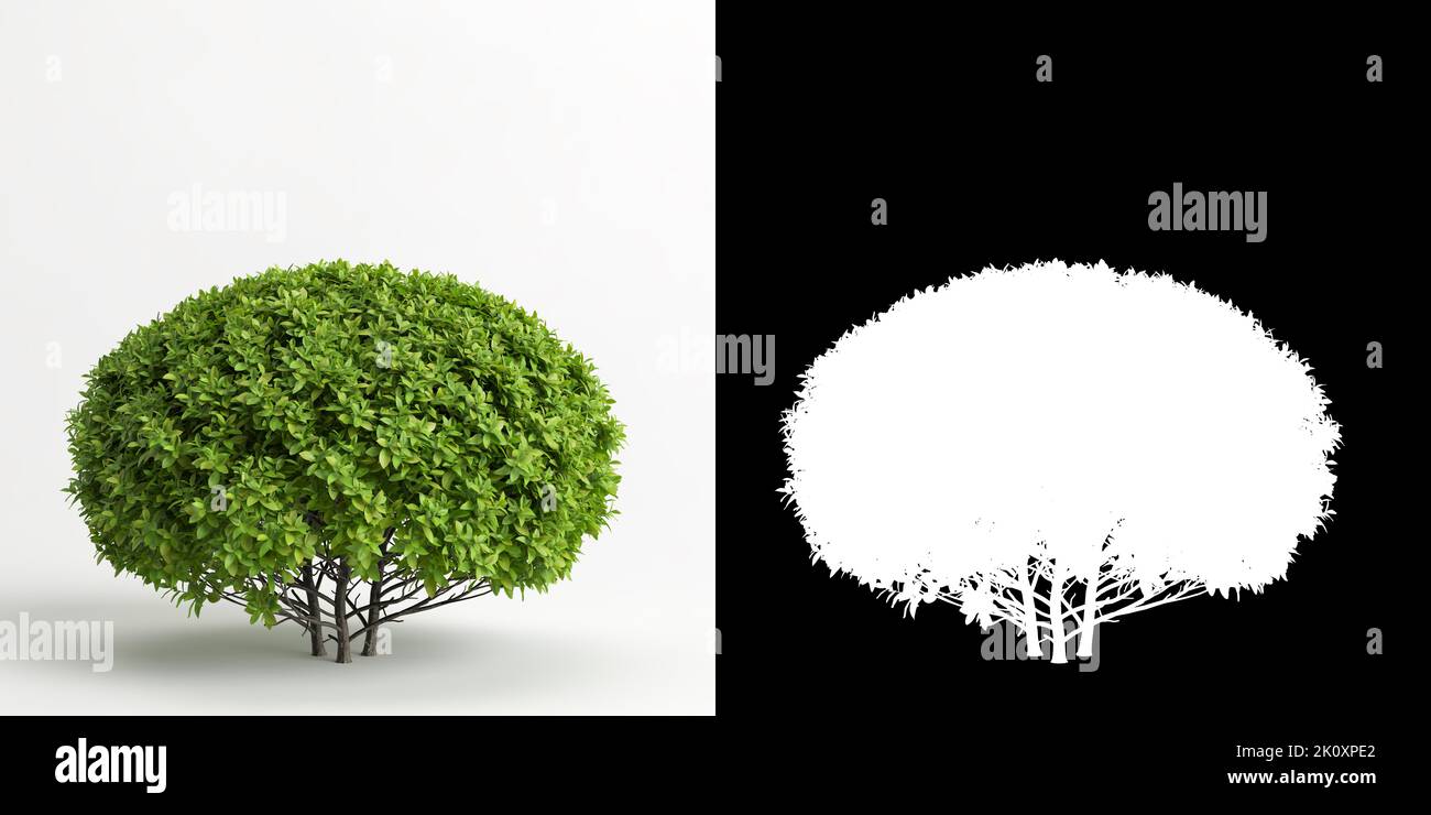 3d illustration of Ficus microcarpa golden leaves tree isolated on white and its mask Stock ...