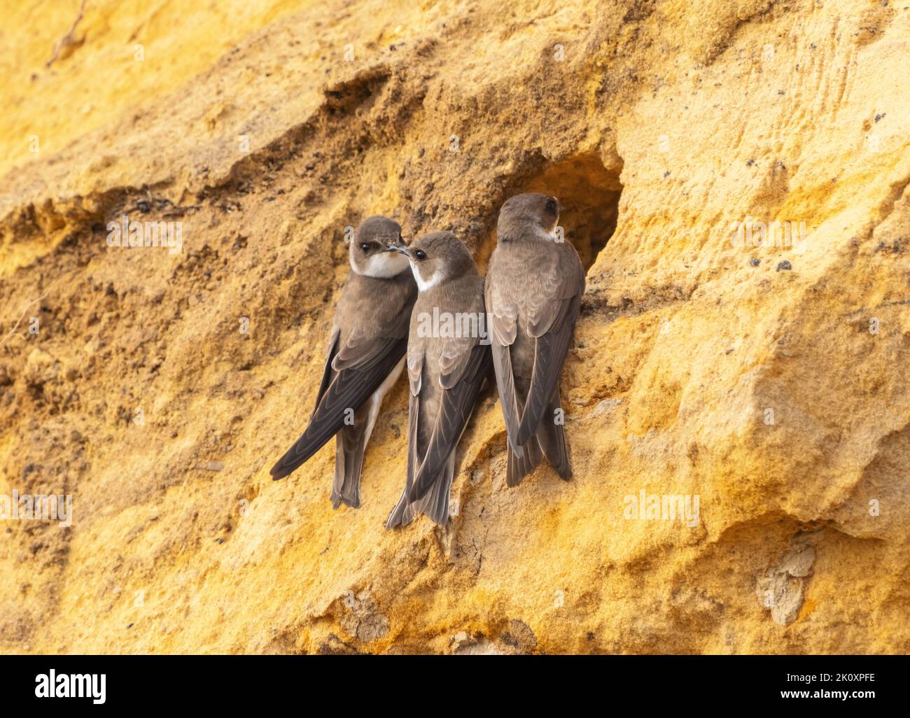 Birds black swifts Common swift equip burrows dug in a steep sandy ...