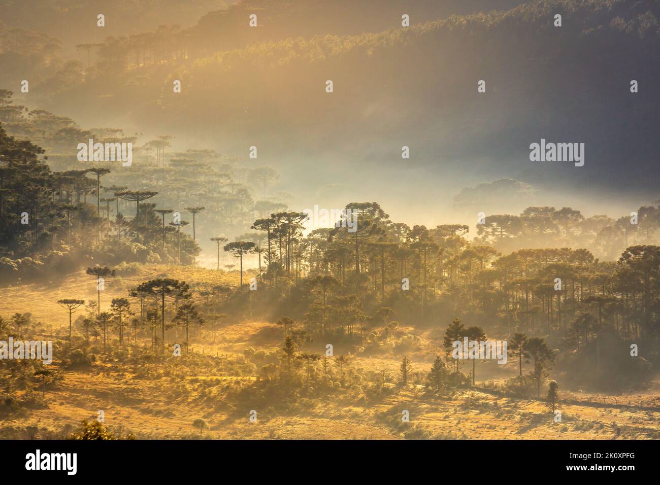 Southern Brazil countryside and Araucaria conifer landscape at peaceful ...