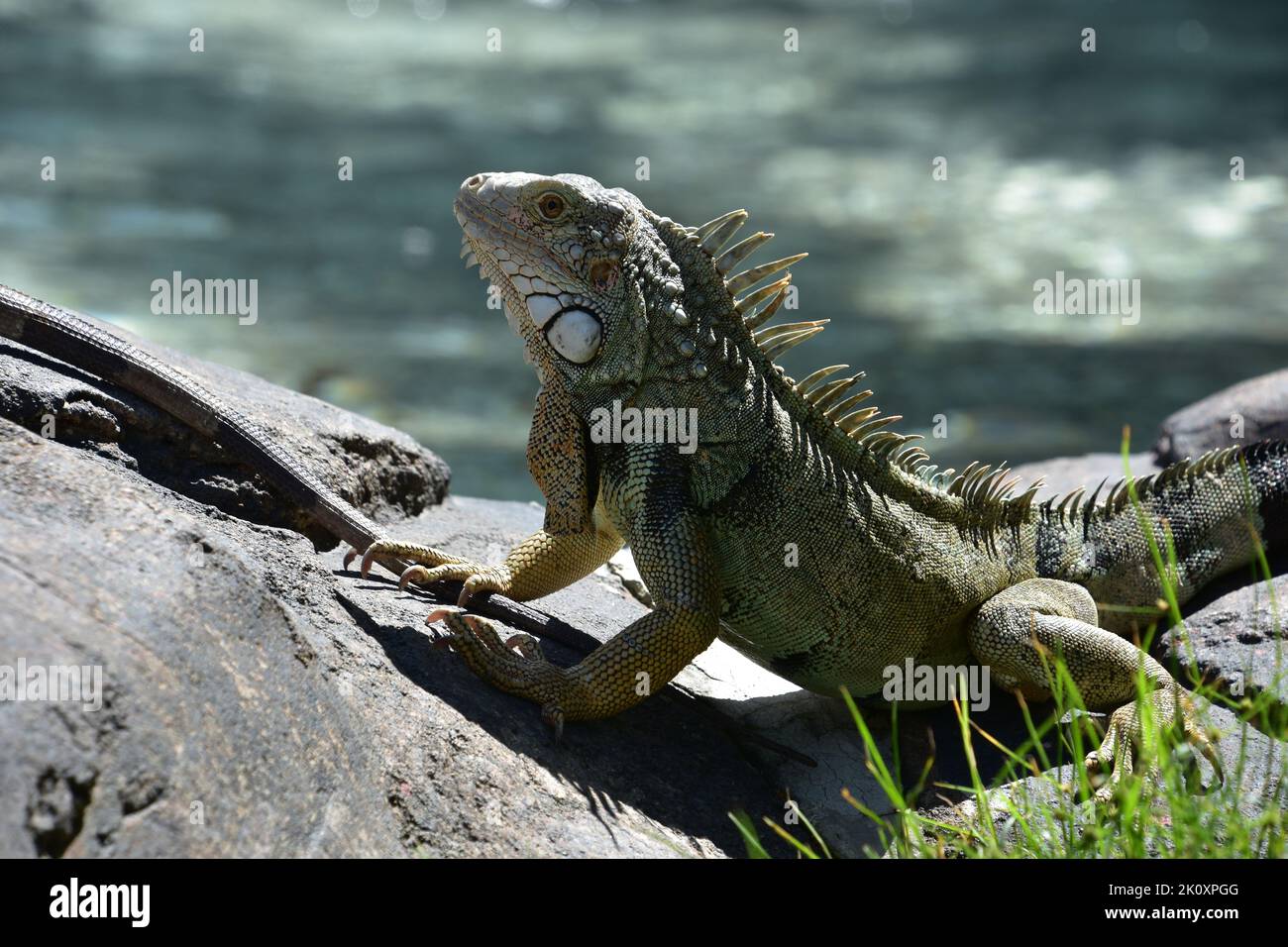 Amazing up close look at a large iguana in Aruba Stock Photo - Alamy