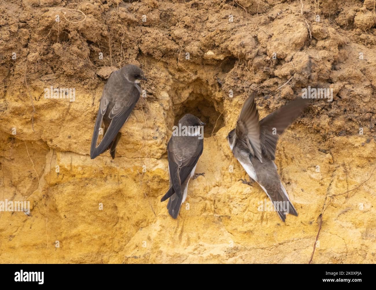 Birds black swifts Common swift equip burrows dug in a steep sandy ...