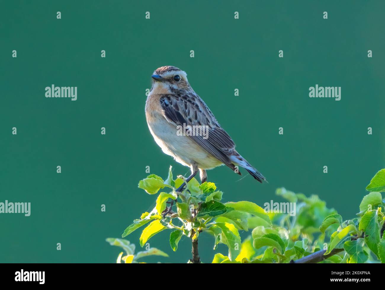 Meadow Saxicola bird sits on a branch on a blurry green background ...