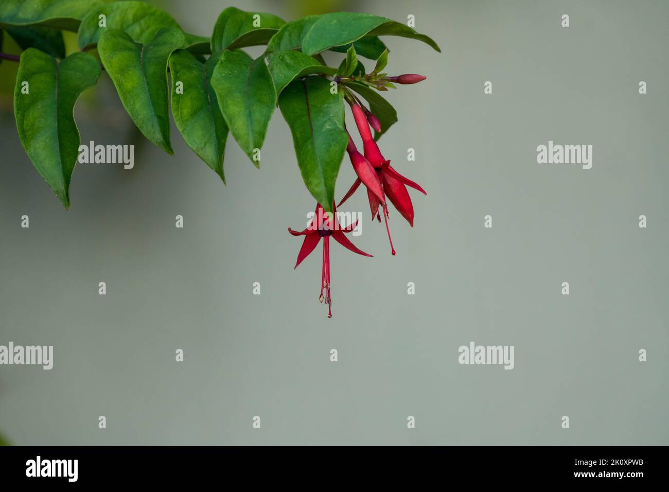 Fuchsia flowers hanging at the end of a green branch against a wall ...