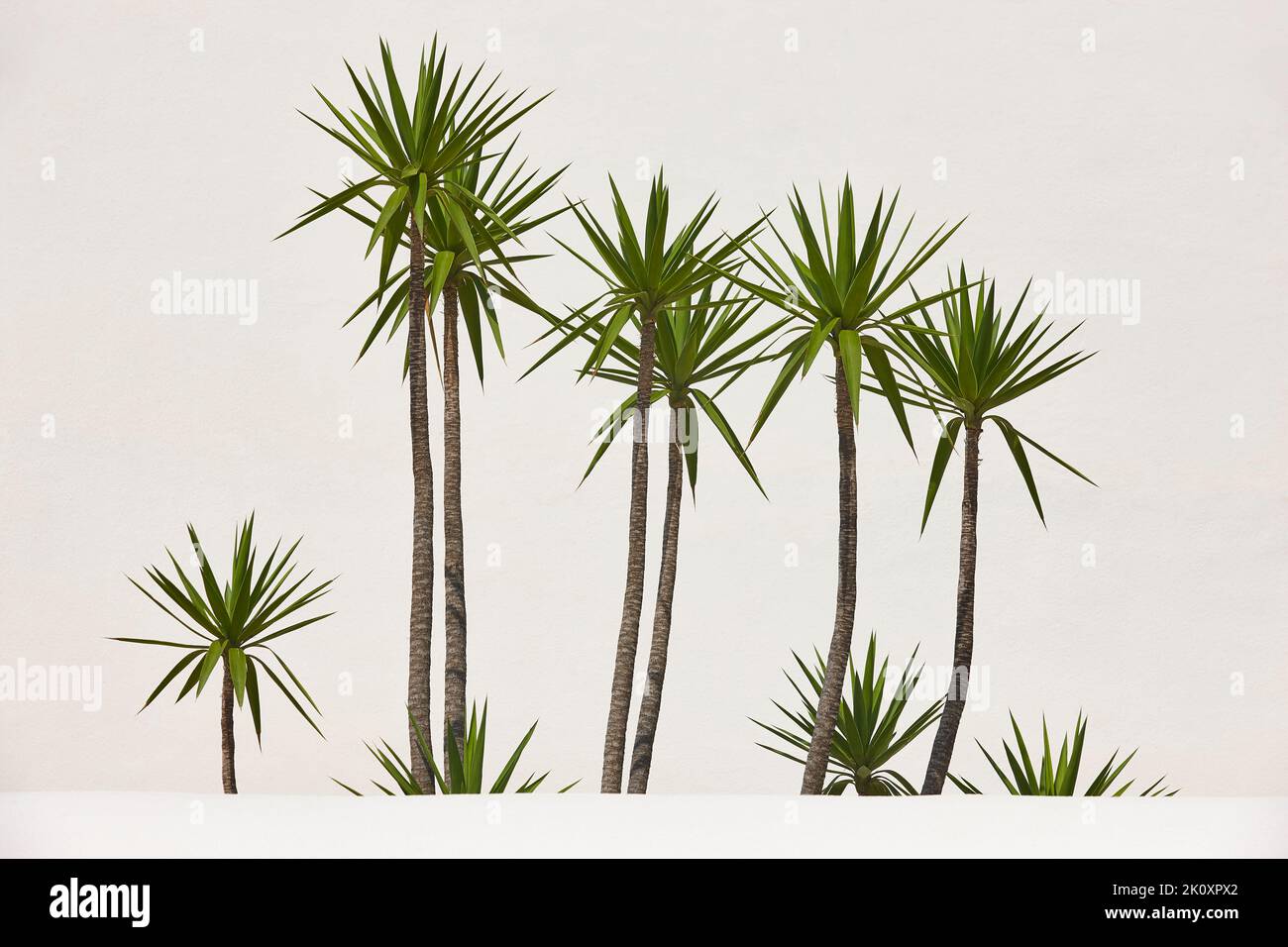 Dracaena reflexa plants in front of a white wall. Botanical Stock Photo ...