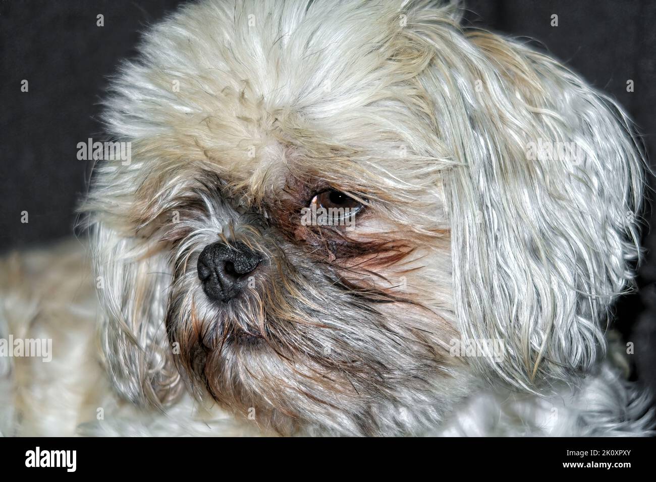 Shitzu mix hi-res stock photography and images - Alamy