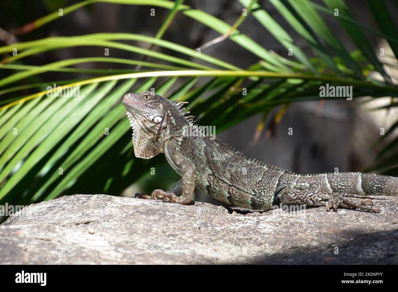 Gray iguana on a rock pushing up on to his front legs Stock Photo - Alamy