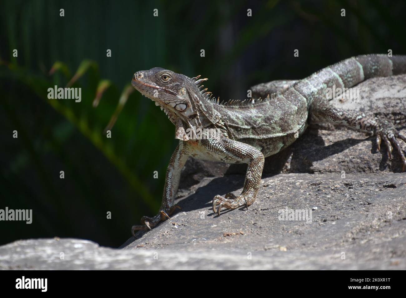 Long sharp claws hi-res stock photography and images - Alamy