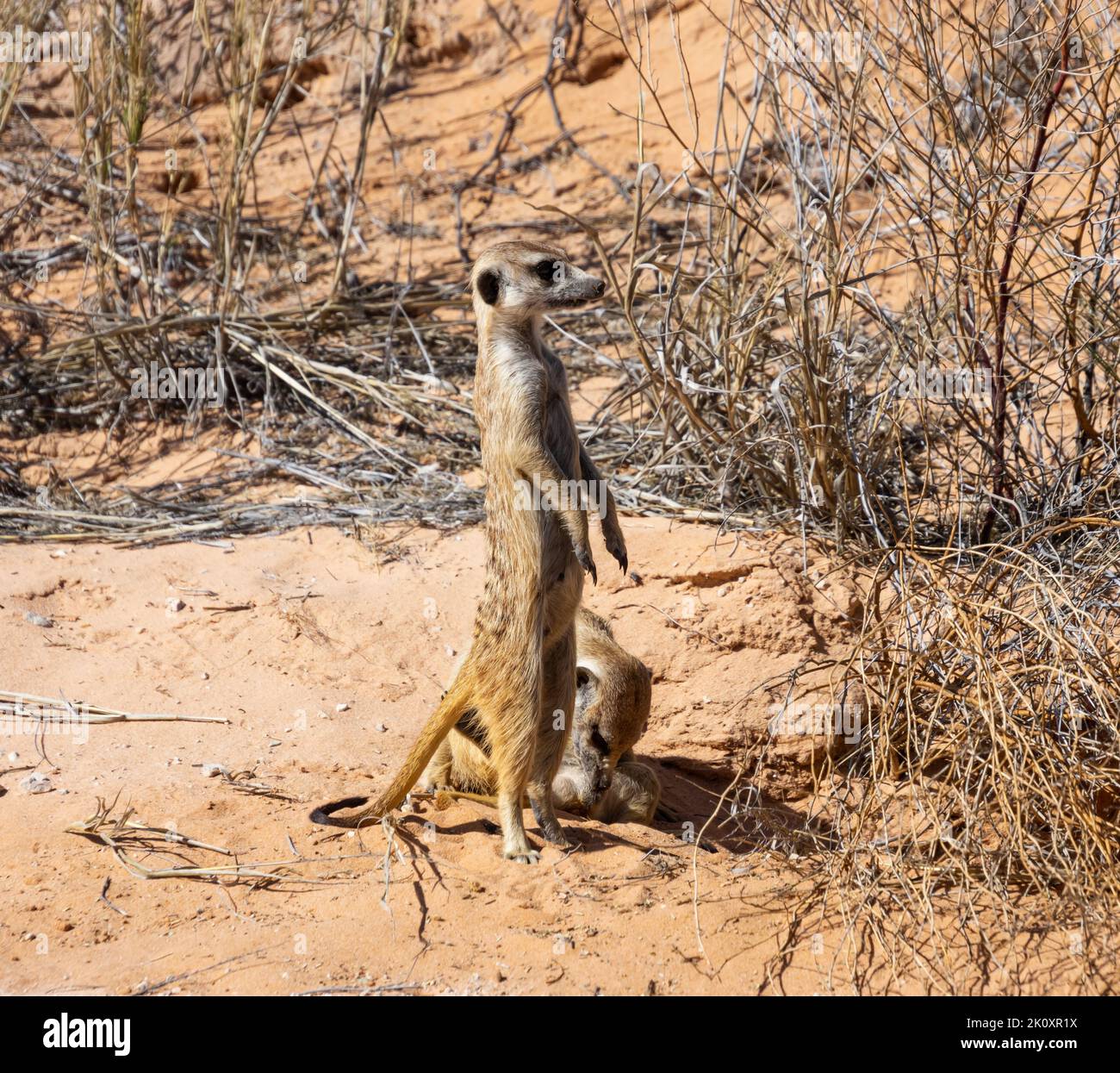 African grassland meerkats hi-res stock photography and images - Alamy