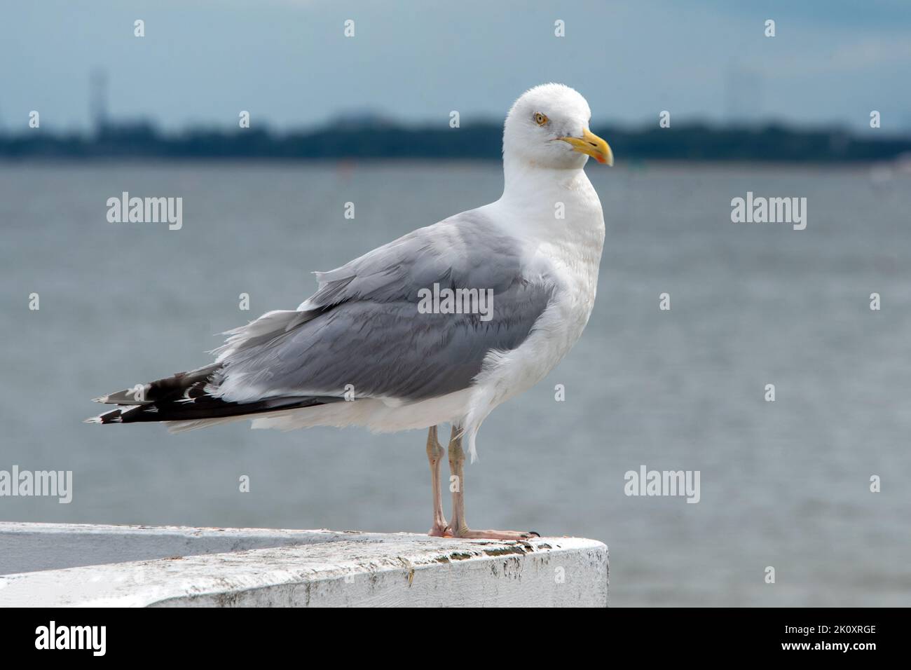A large seagull on a concrete pier closeup. Seagull bird standing on ...