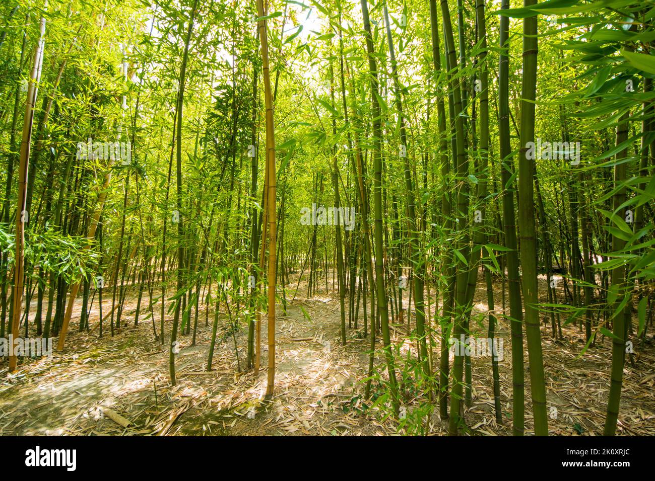 Bamboo forest, trees in the spring, green color background, daylight ...