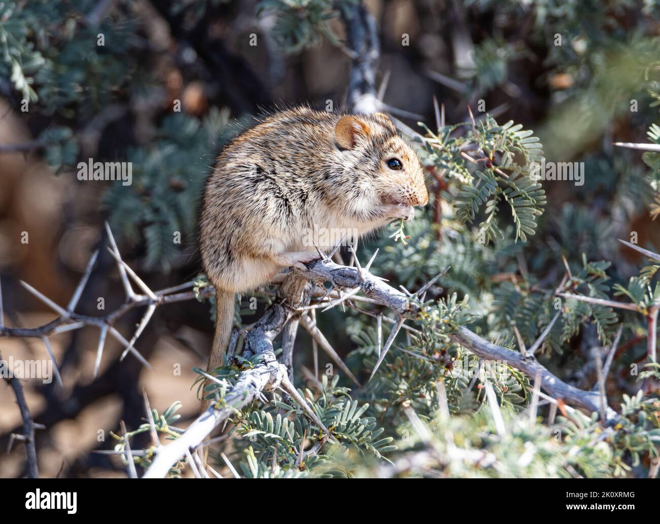 Mouse in the bush hi-res stock photography and images - Alamy