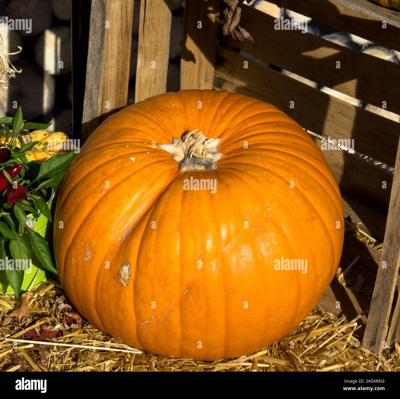 Beautiful ripe orange squash lying in the straw. Halloween and ...