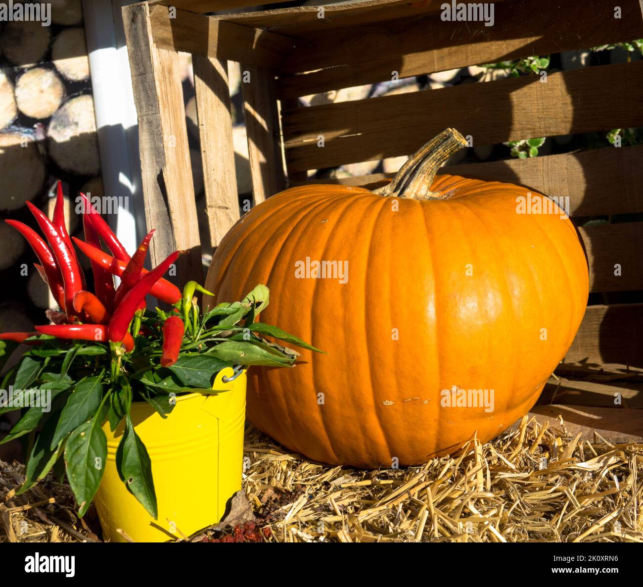 Beautiful ripe orange squash lying in the straw. Halloween and ...