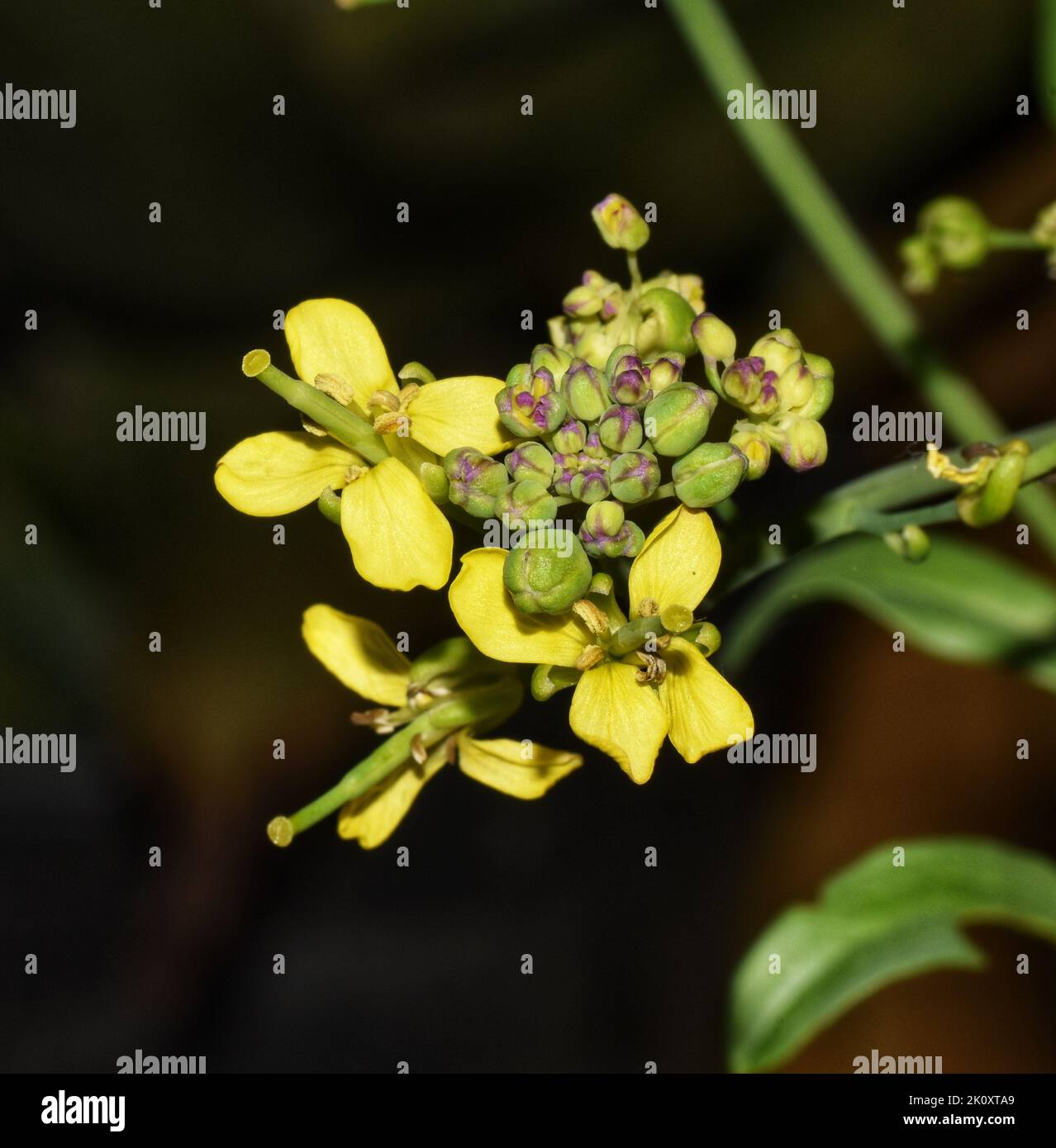 A Bunch of Yellow Pak Choi Flowers Growing on a Pak Choi Plant in an ...